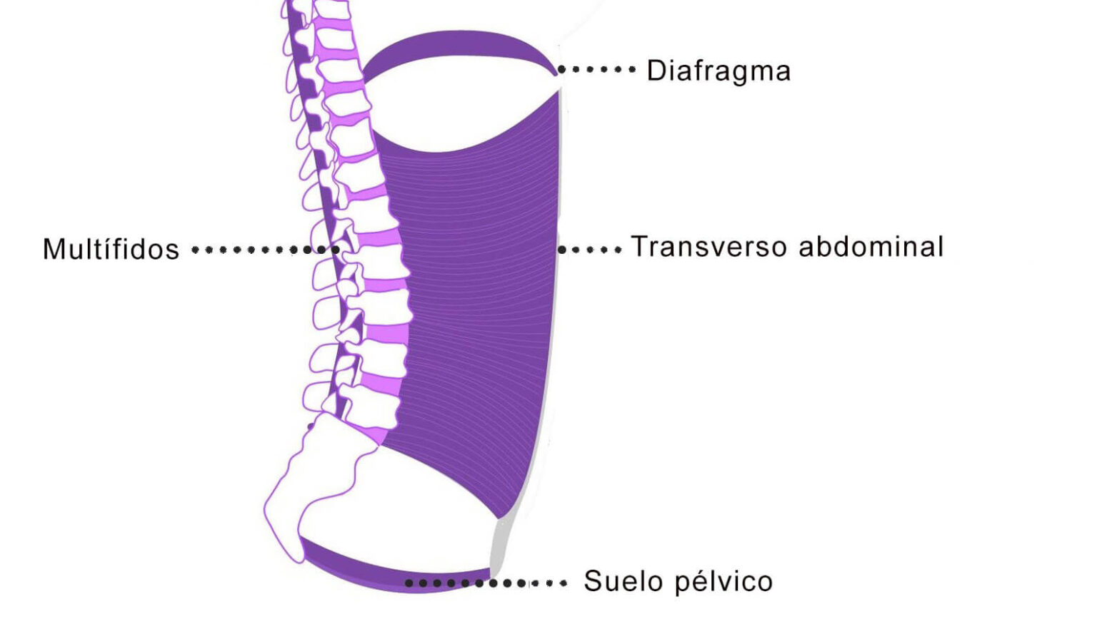 PROYECTO ABDOMEN. Rehabilitación funcional.